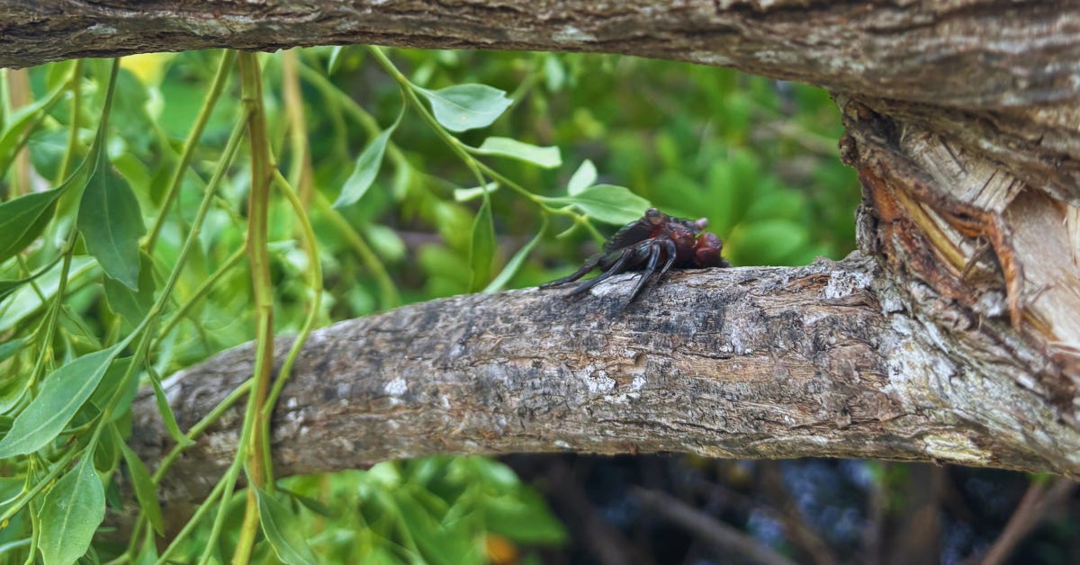 Crabs Climbing Trees | Exploring Nature - by Joni West