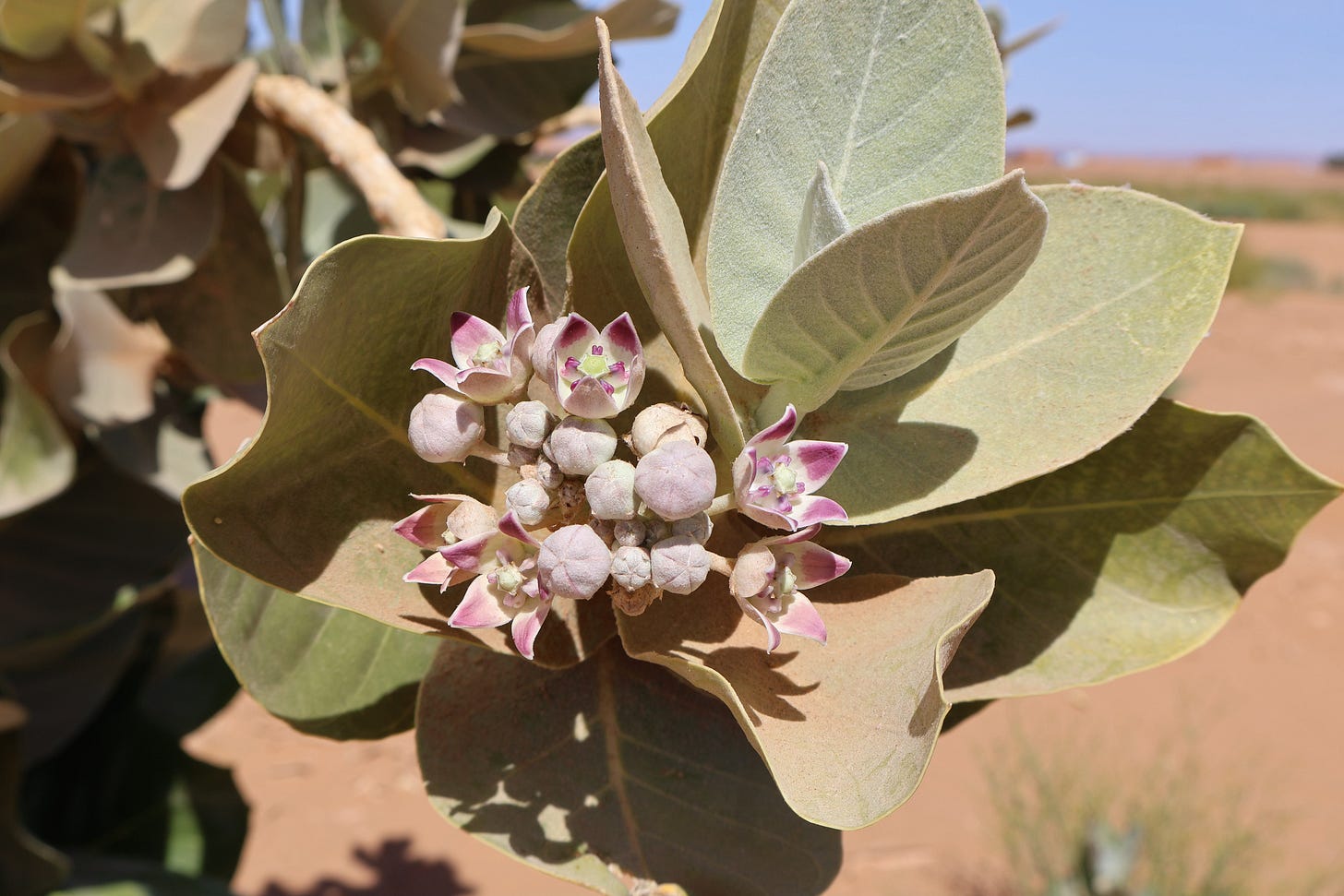 Desert Plants of Morocco: Fascinating Flora of the Sahara