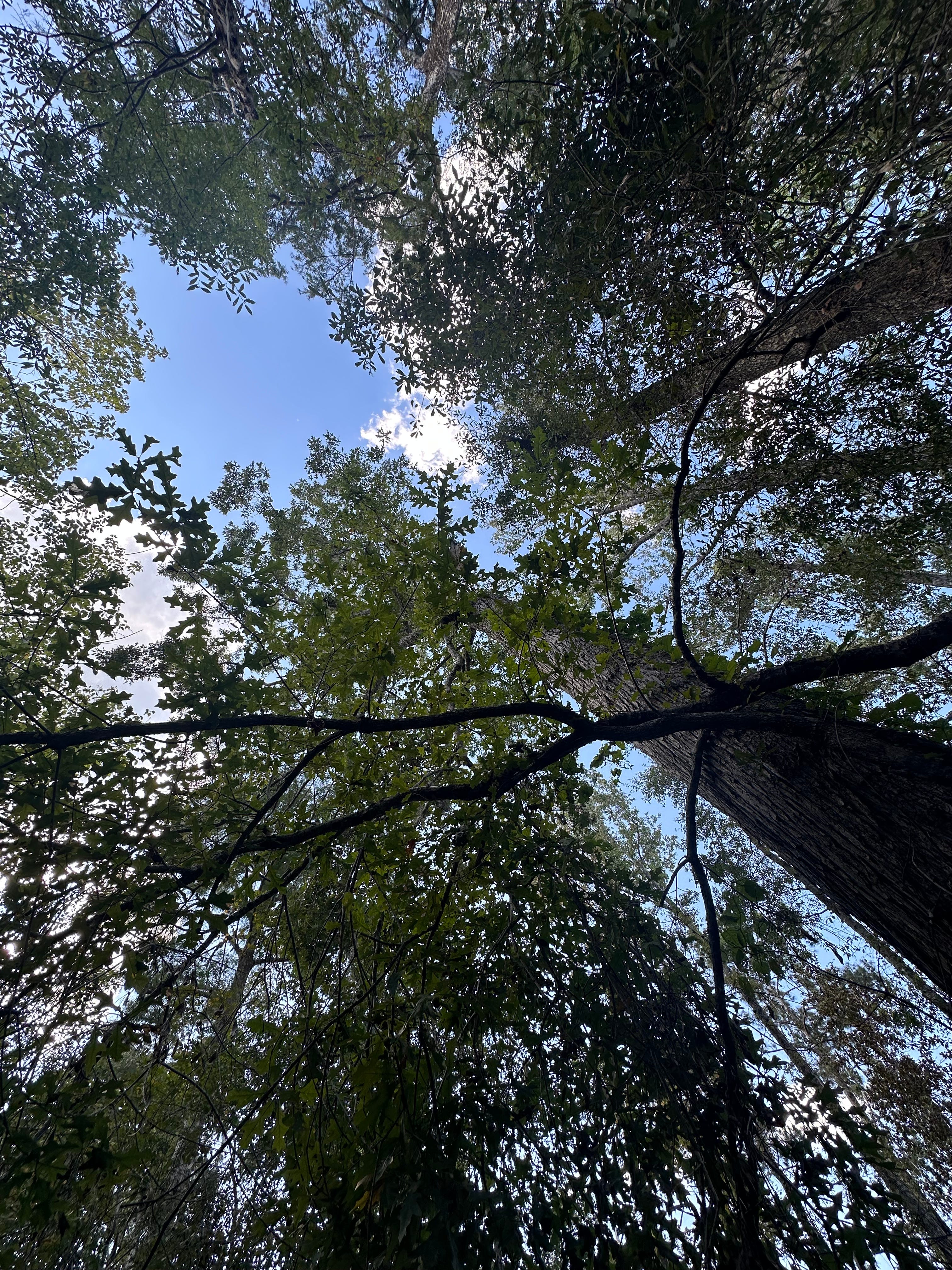 Assuaging Grief in the Swamp - by Becki Clifton