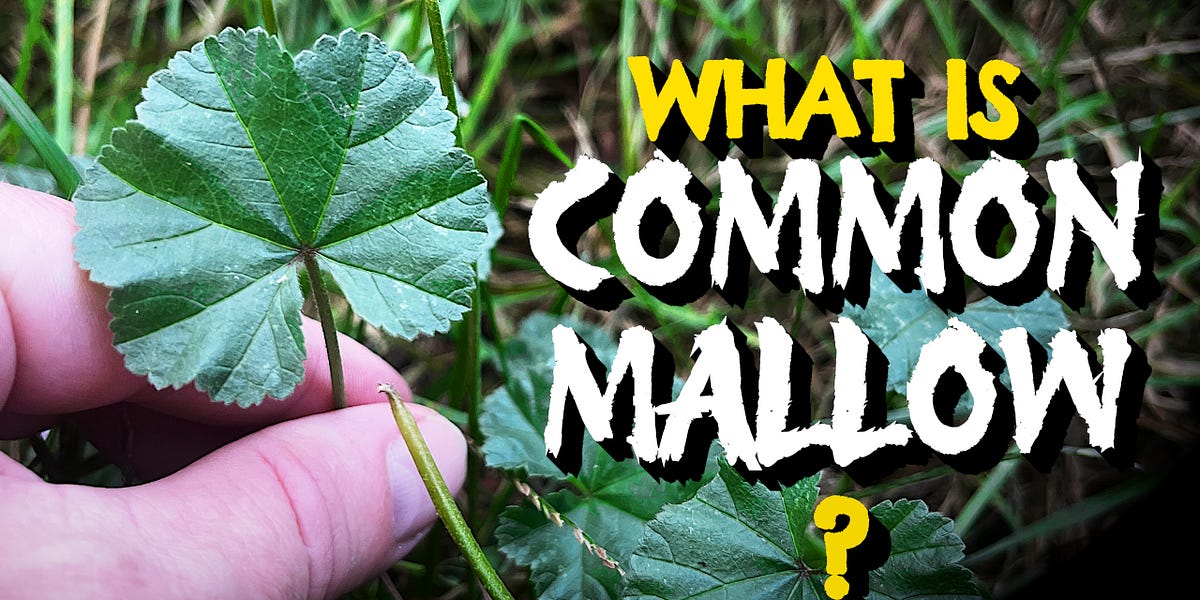 What is Common Mallow? Plant Identification, Benefits & Recipes for ...