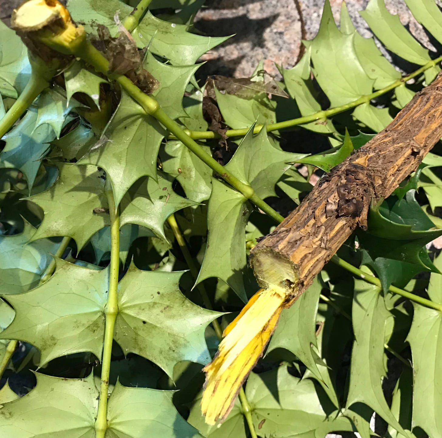 MAKING RECIPES #9 Growing and using medicinal tree bark