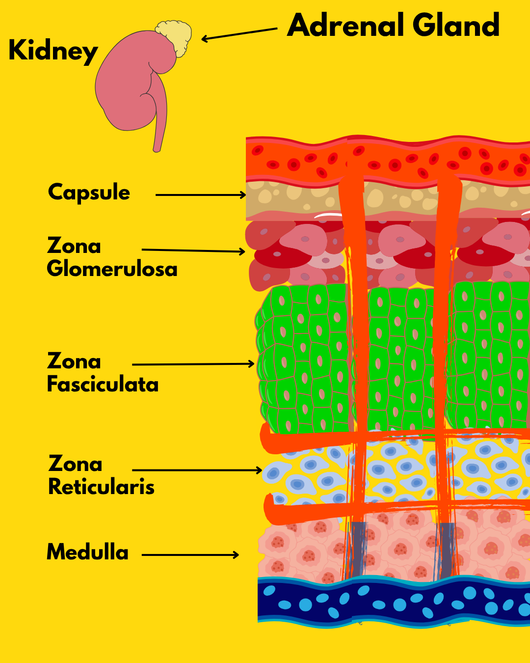 Adrenal Basics & Hemostatic Control: The Real Orchestrators of Internal ...