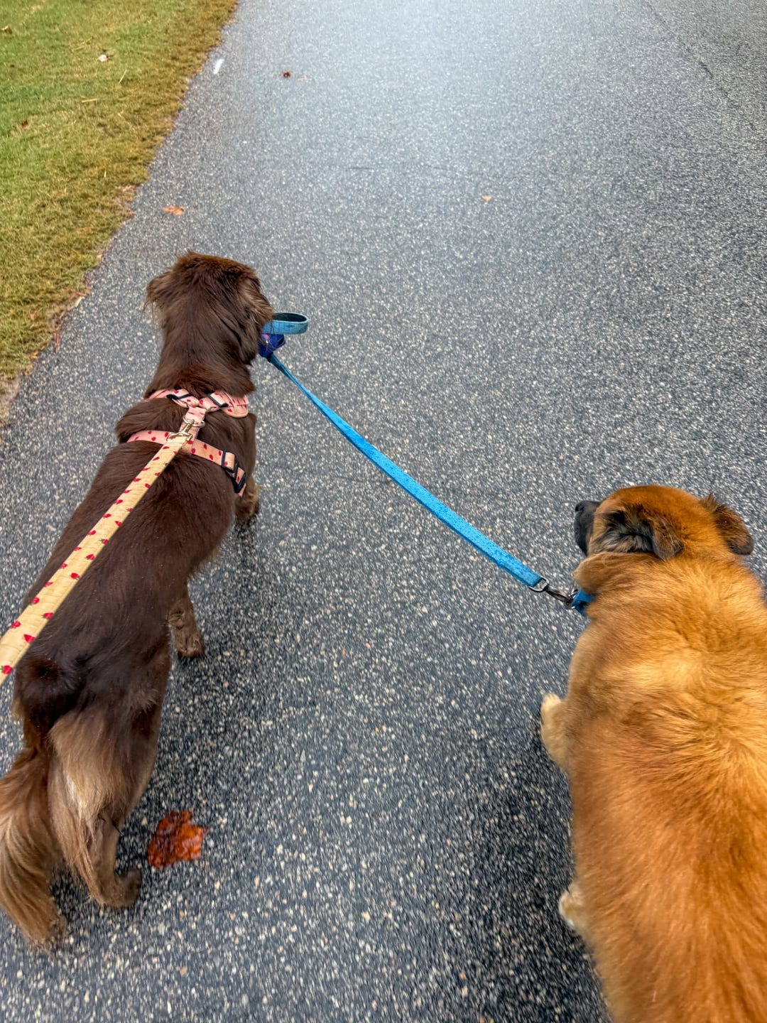 The Friday Five: October 31, 2025 - by Meghan Grant