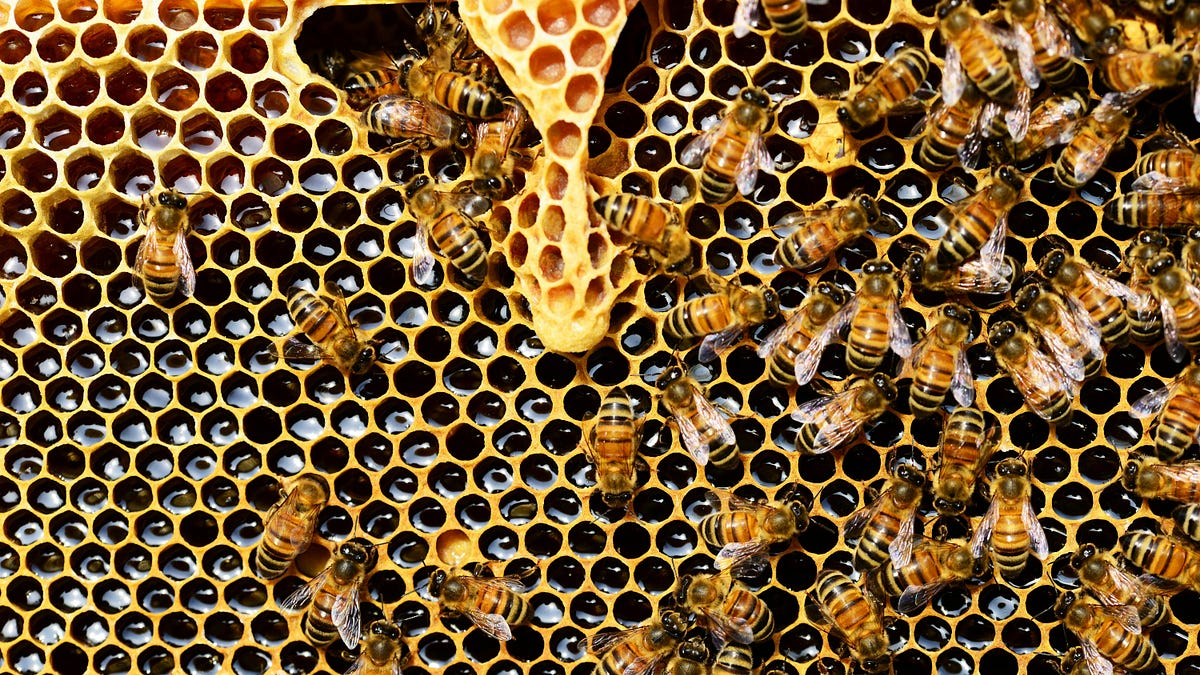 The Honeycomb Conjecture: Geometry, Efficiency, and the Quiet Wisdom of ...