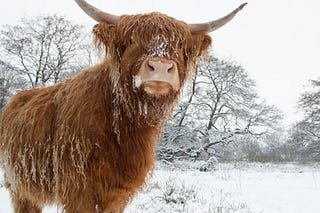 adrian mckinty’s Substack | Substack