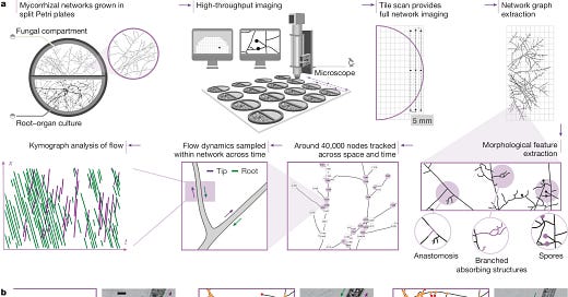 Complexity Thoughts | Manlio De Domenico | Substack