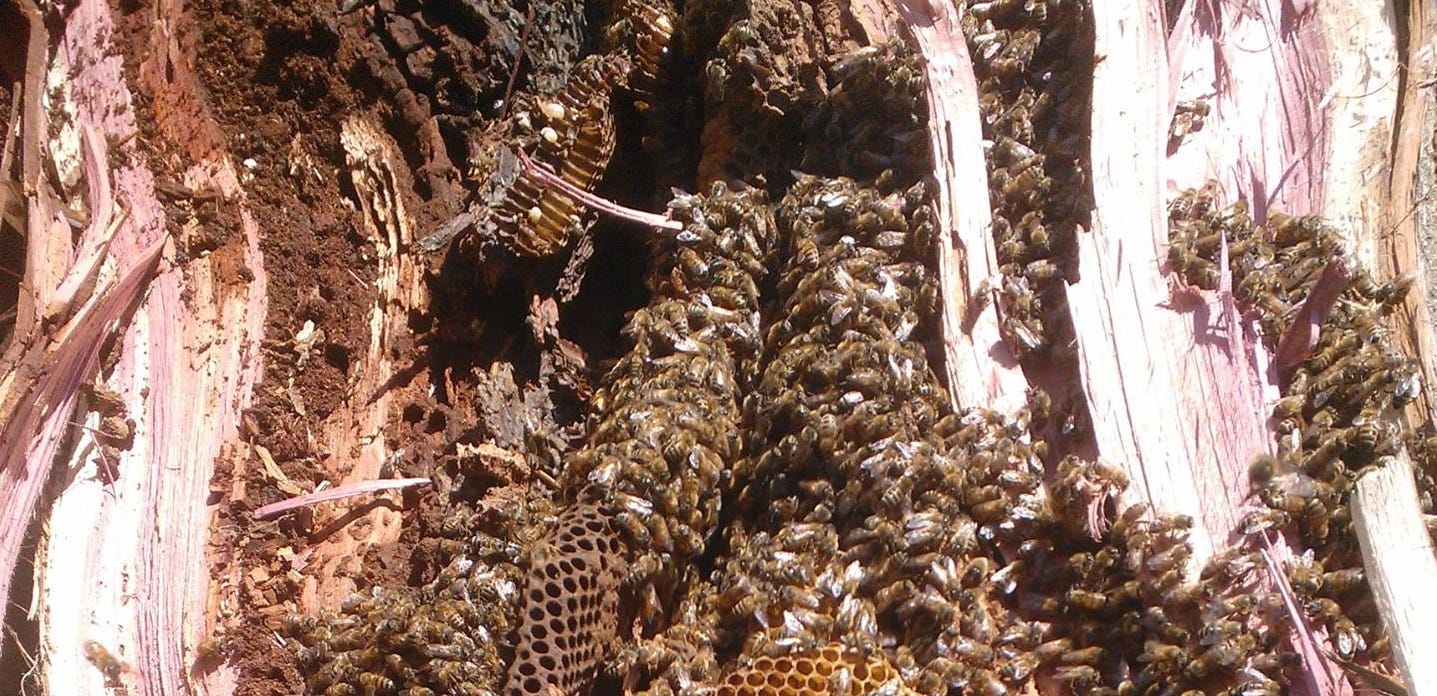 Tree Beekeeping in Poland Part 1 - by Matt Phillpott