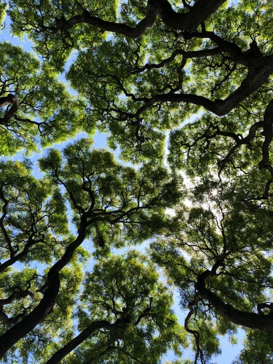 The Recession Chef (@therecessionchef): "Are you tired of paying an arm and a leg to make ...