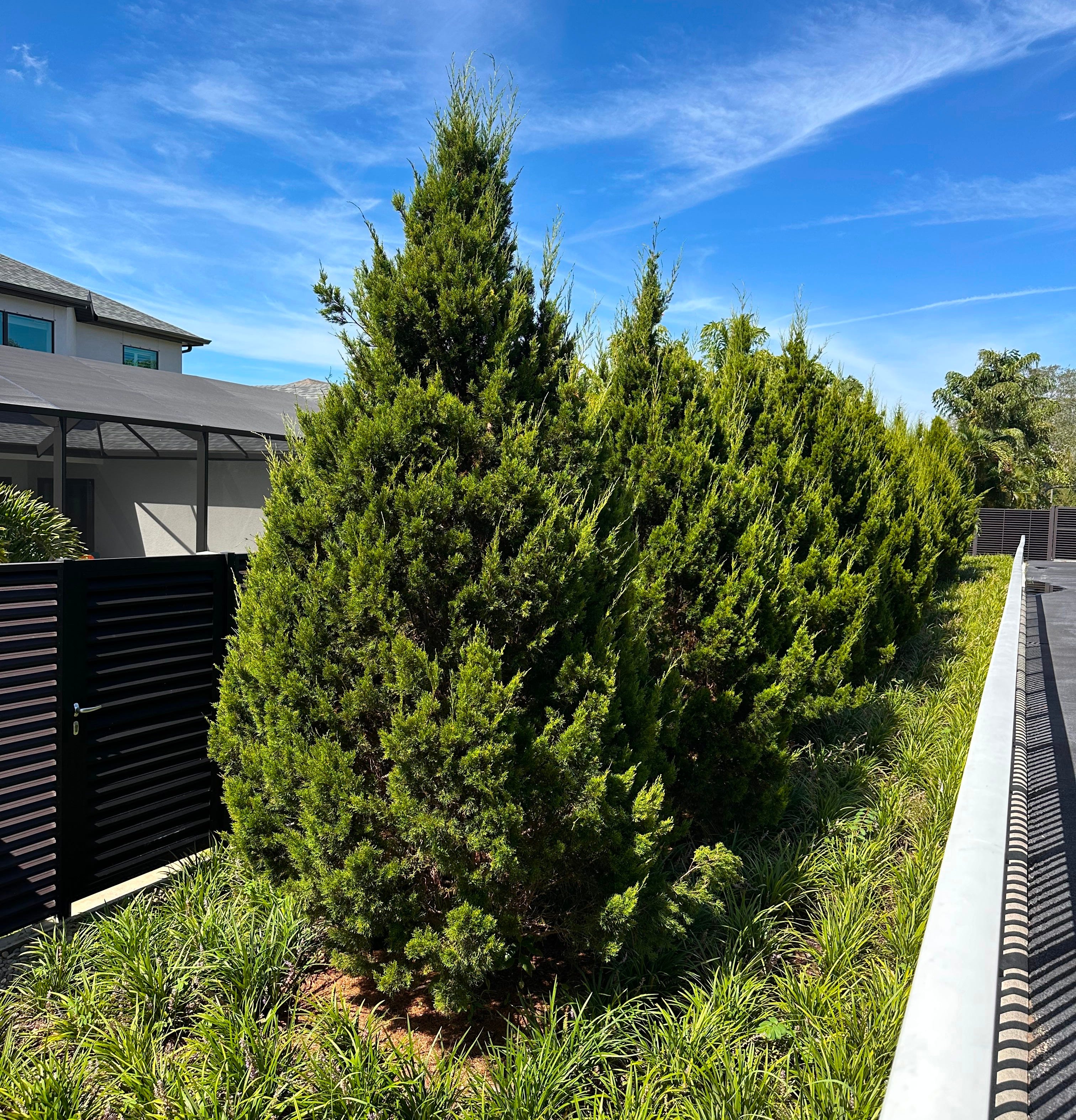 Brodie Juniper vs. Blue Point Juniper