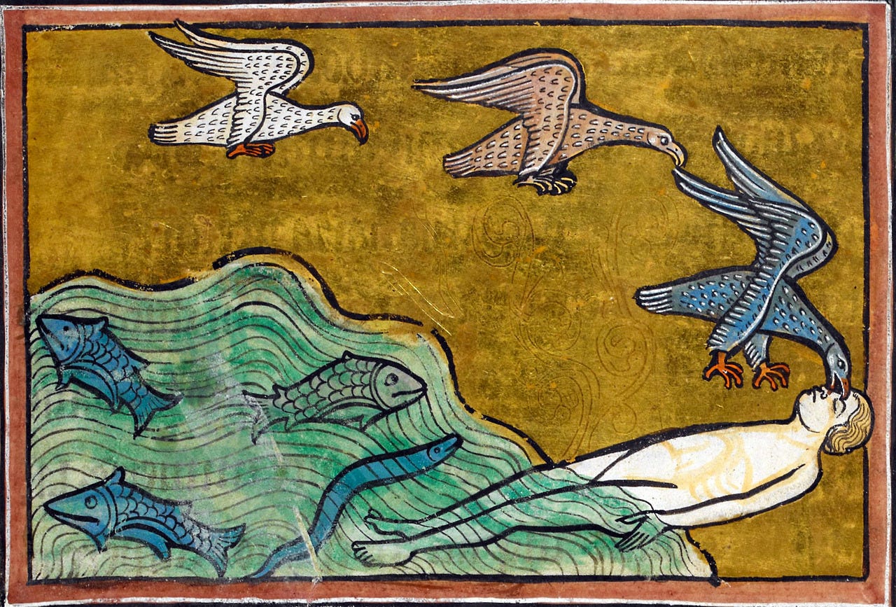 Why Did God Create Birds And Fish On The Same Day?