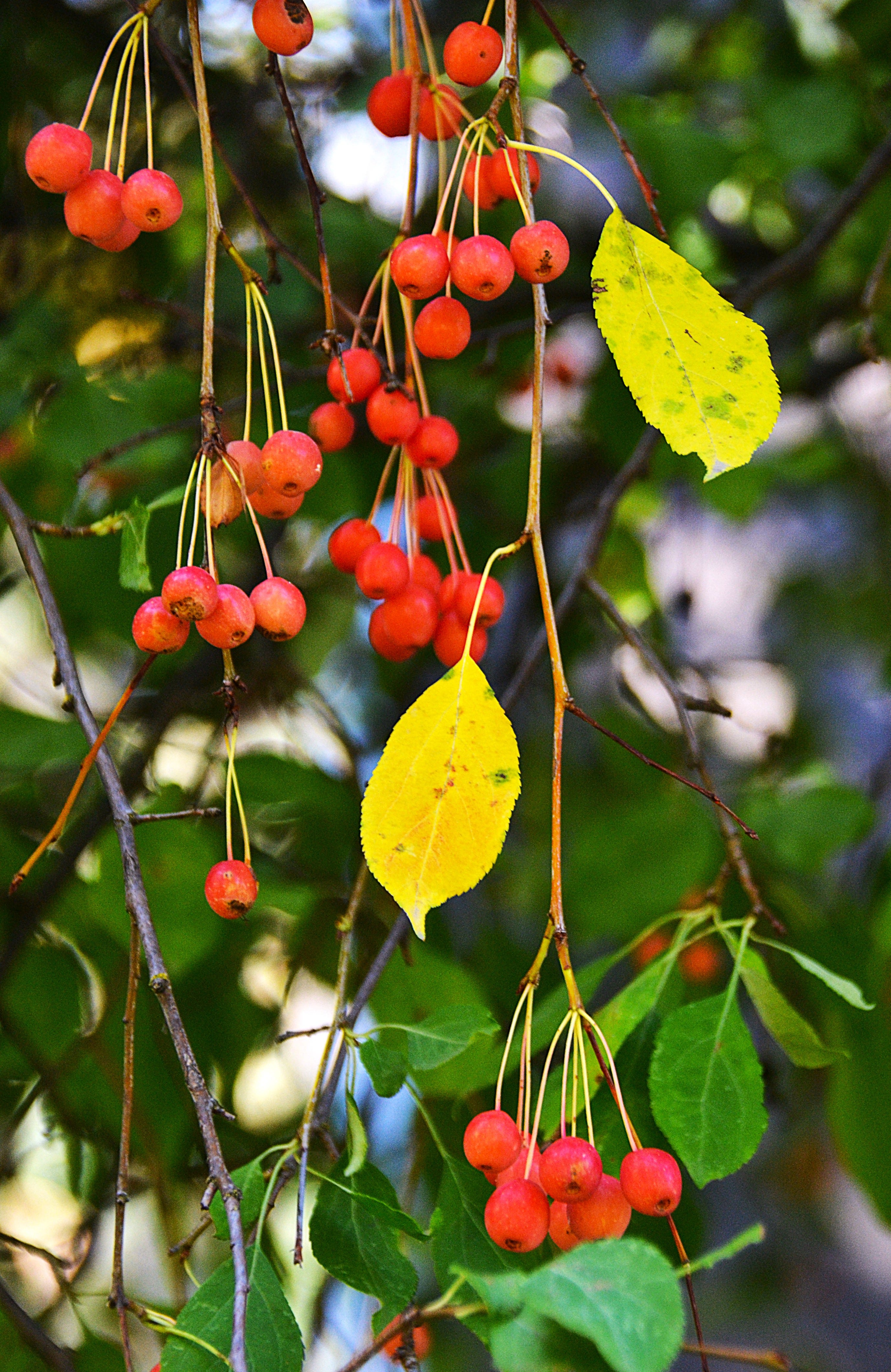 Shades of Autumn - by Cathey Cone