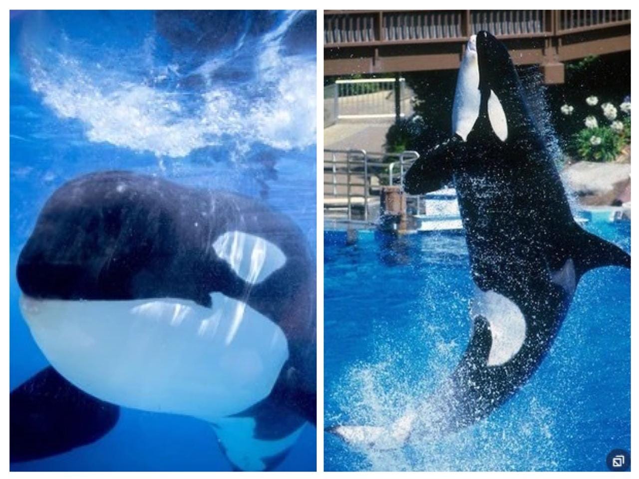 Reseña: “Beneath the surface: Killer Whales, SeaWorld, and the Truth ...