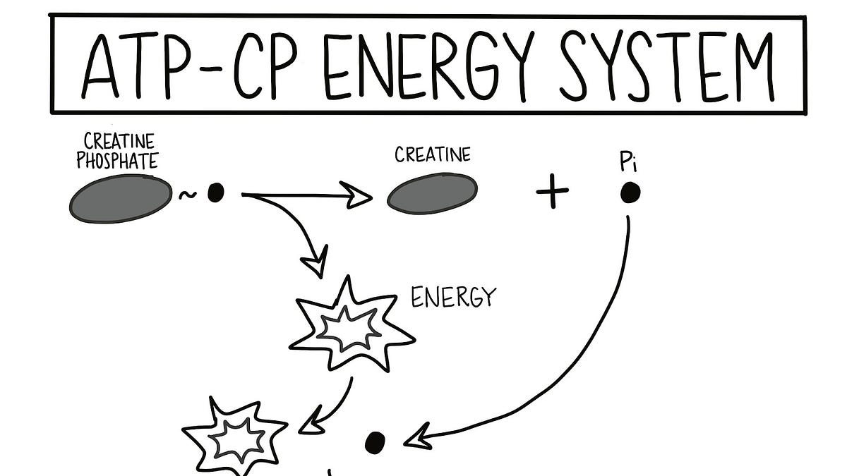 phosphate creatine system