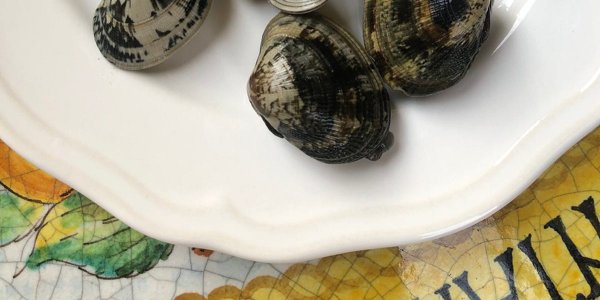 The battle of the Clams - by Pia Whitmartlet