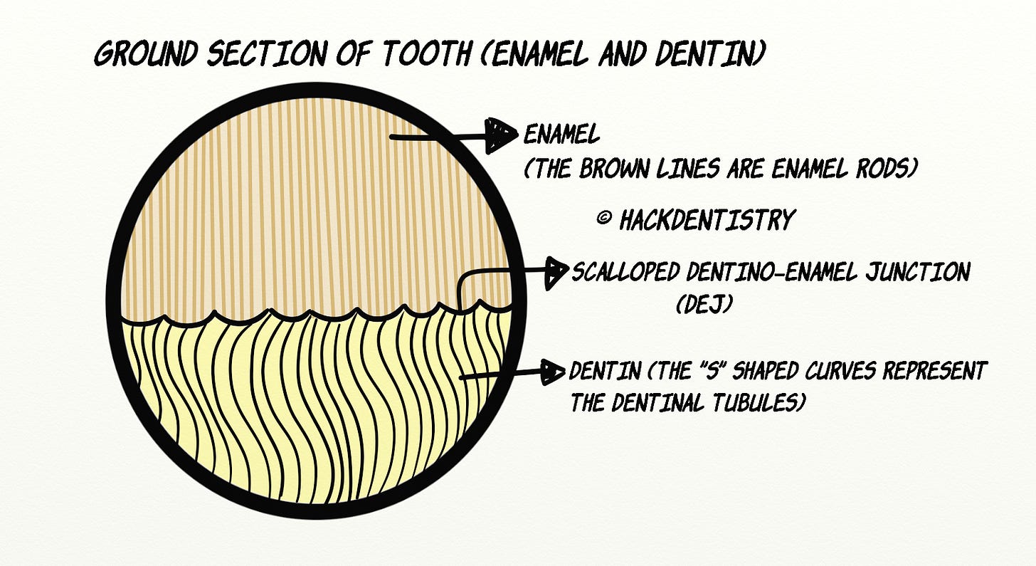 Structural features of enamel (Note) - HackDentistry