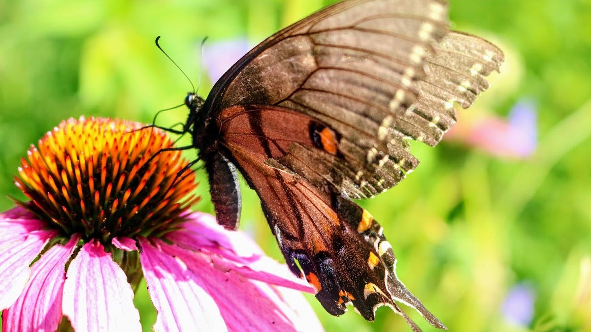 The Butterfly That Helped Me Breathe Again