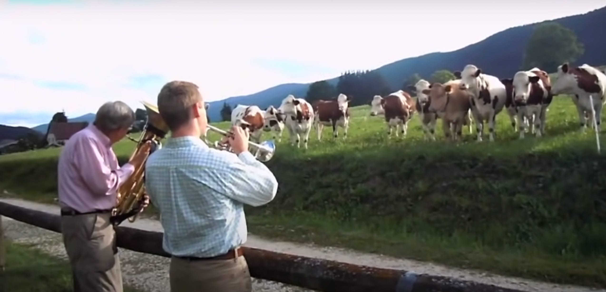 Why cows love to jazz it up - by Jaylan Sims - Eco Compass
