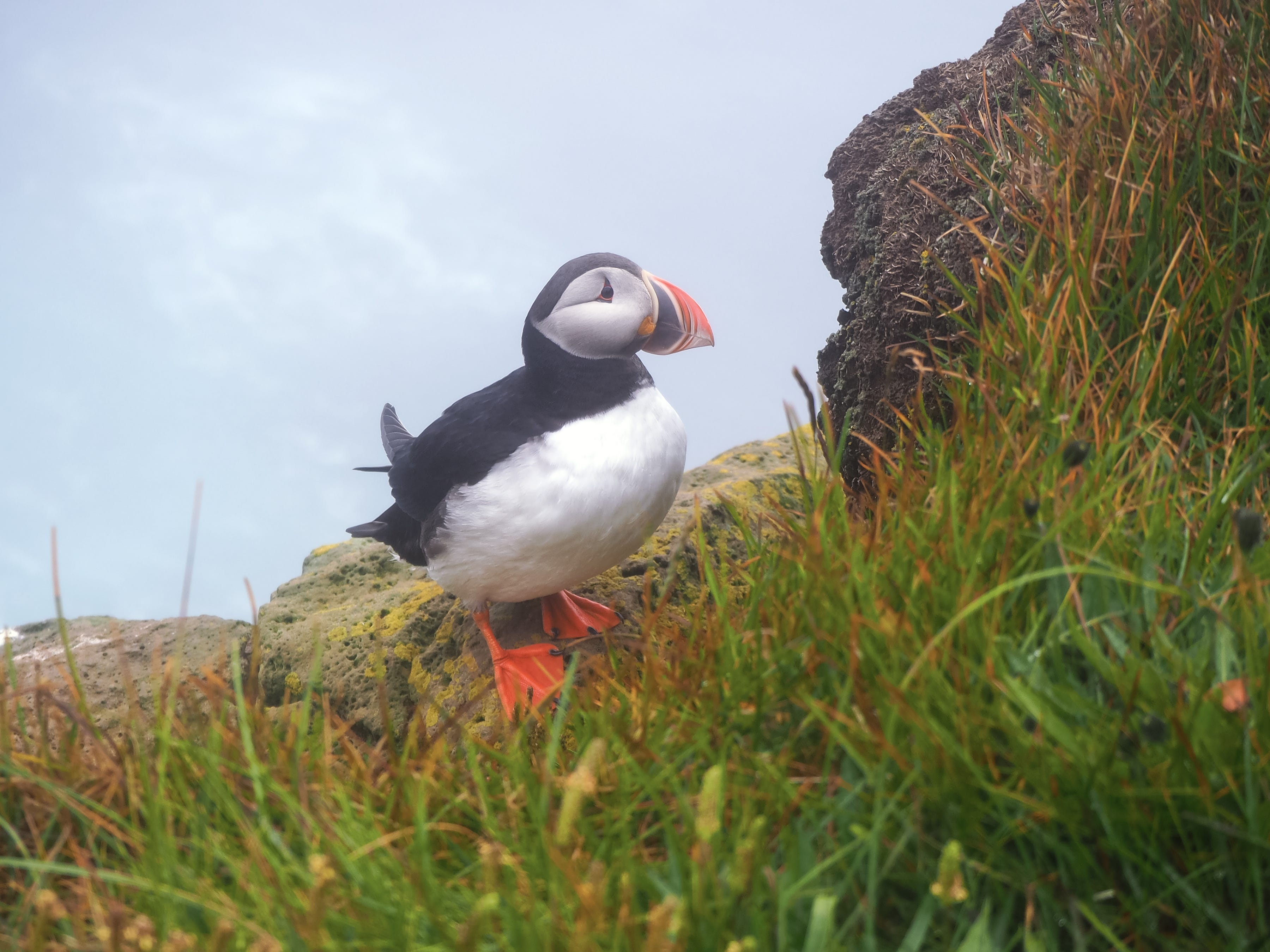 Puffin at Látrabjarg Cliffs, Iceland - by Angie Dawn