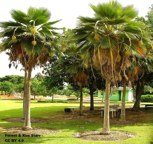 Sorting Palms: Related but Different
