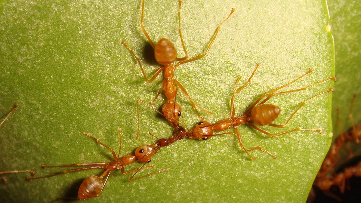 The tale of the honey locust moth - by Oscar Fock