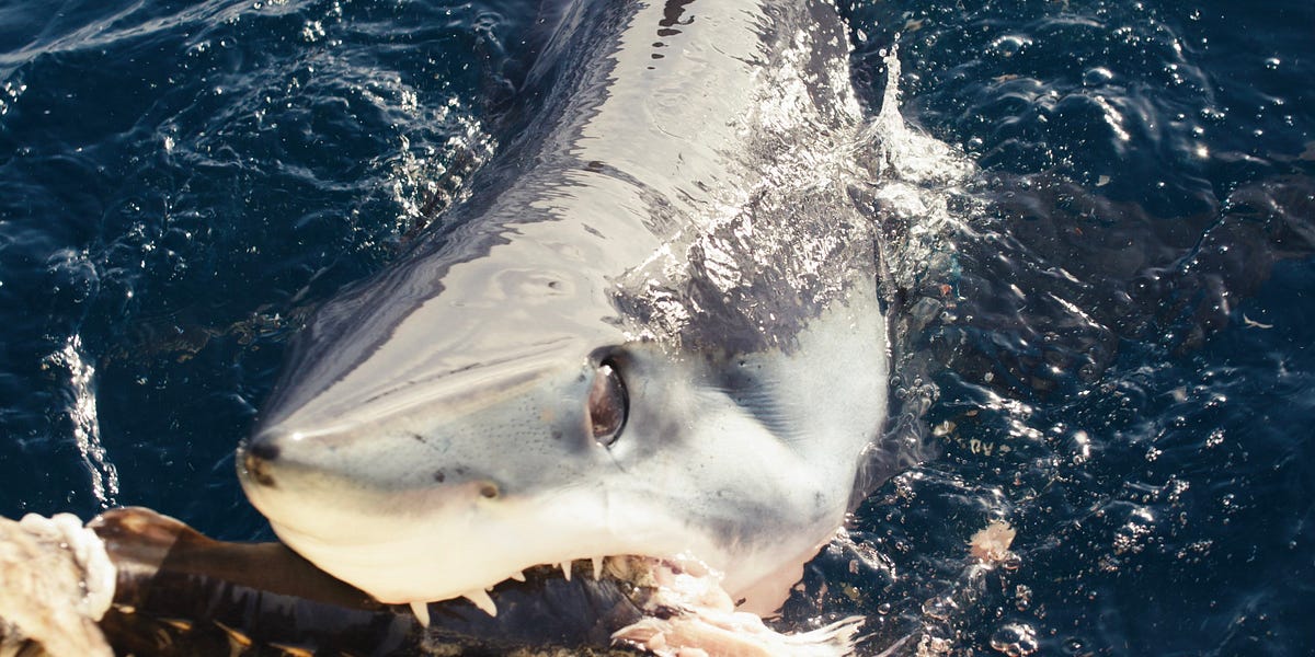 Marine Biologist Kendyl Berna On The Mystery Of 'Black Mako Of The Abyss'