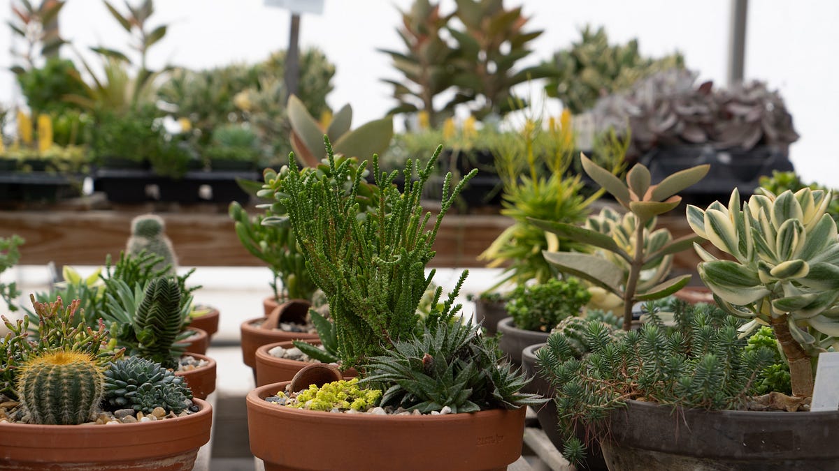 Cabin Fever Gardening - by Cathy - The Hinesburg Record