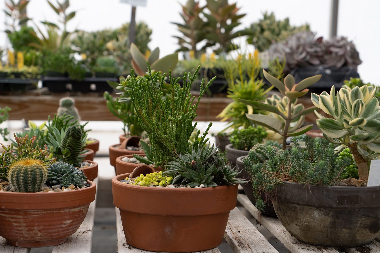 Cabin Fever Gardening - by Cathy - The Hinesburg Record