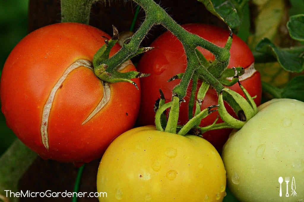 Easy Ways You Can Overcome Tomato Troubles