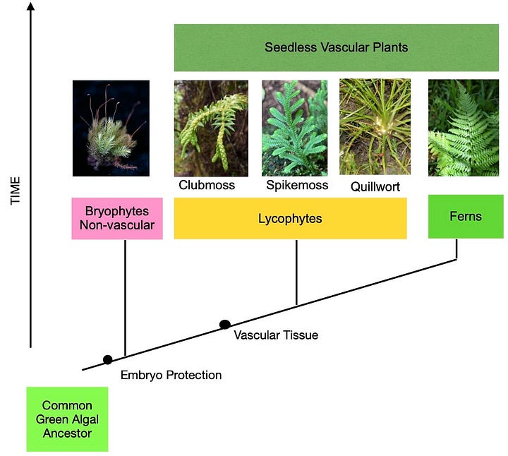 Flora Alpina: The Lycophytes - by Anne Thomas