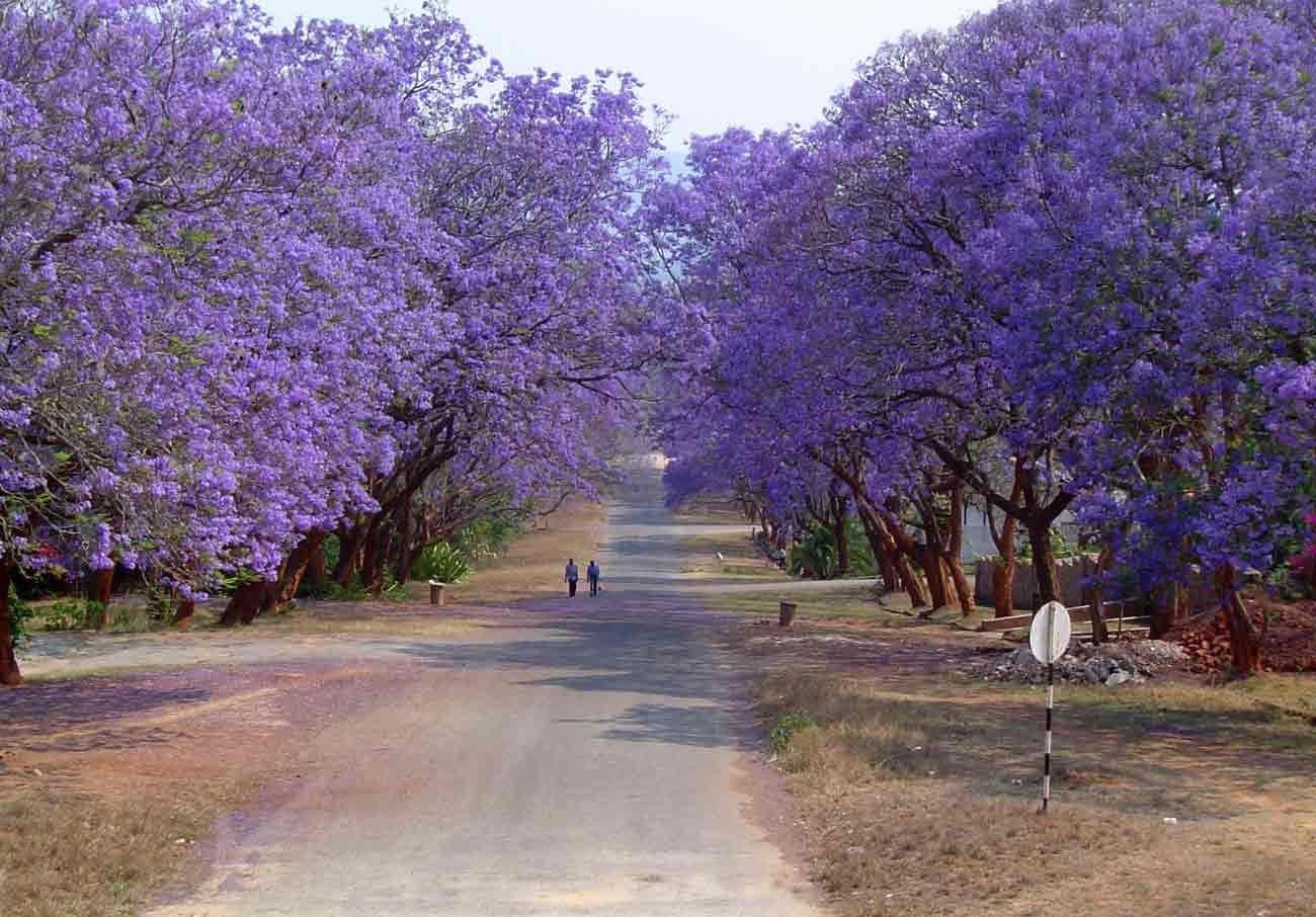 THE MAGICAL JACARANDA TREE - SHAMAGIKA SPEAKS