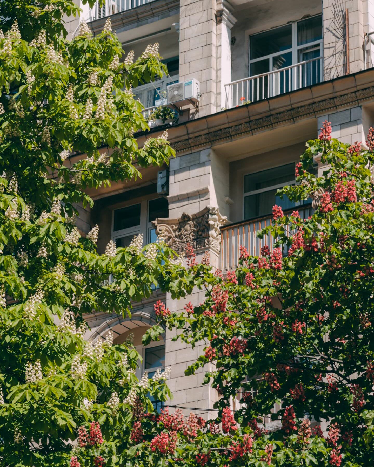 How chestnut trees became a symbol of Kyiv