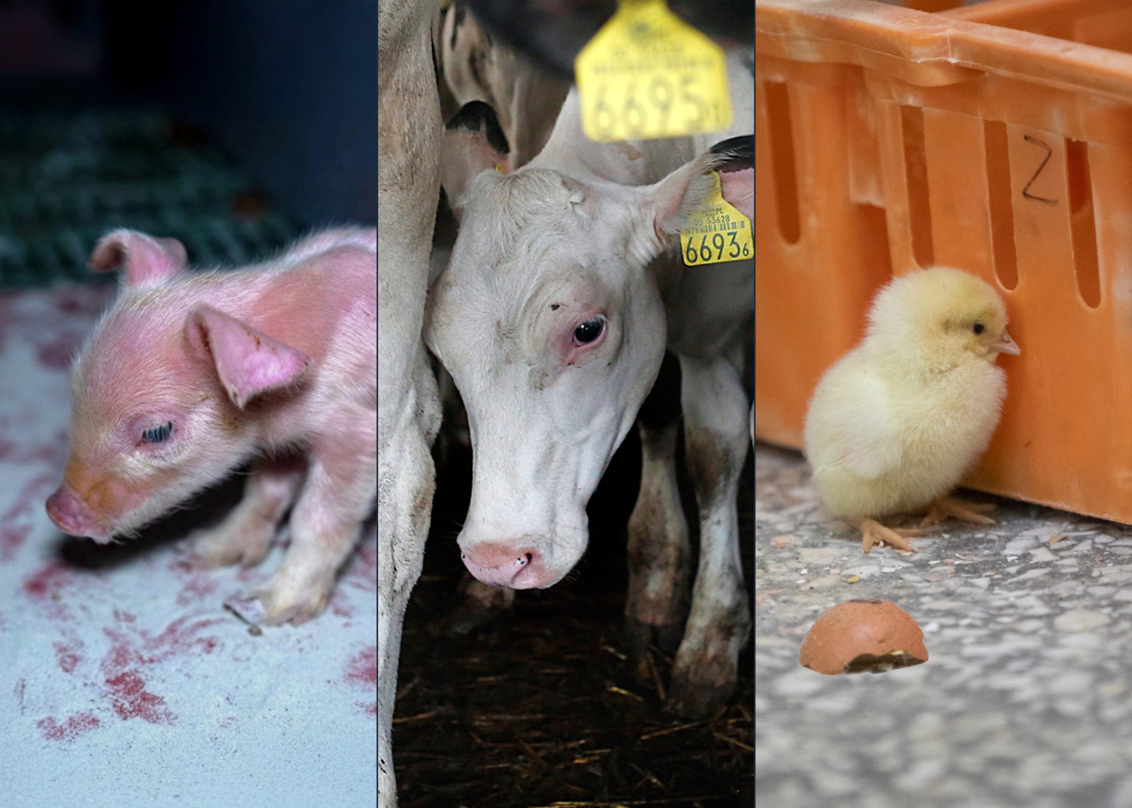 18 Ways to Take Action for Animals — Find the One That Fits You