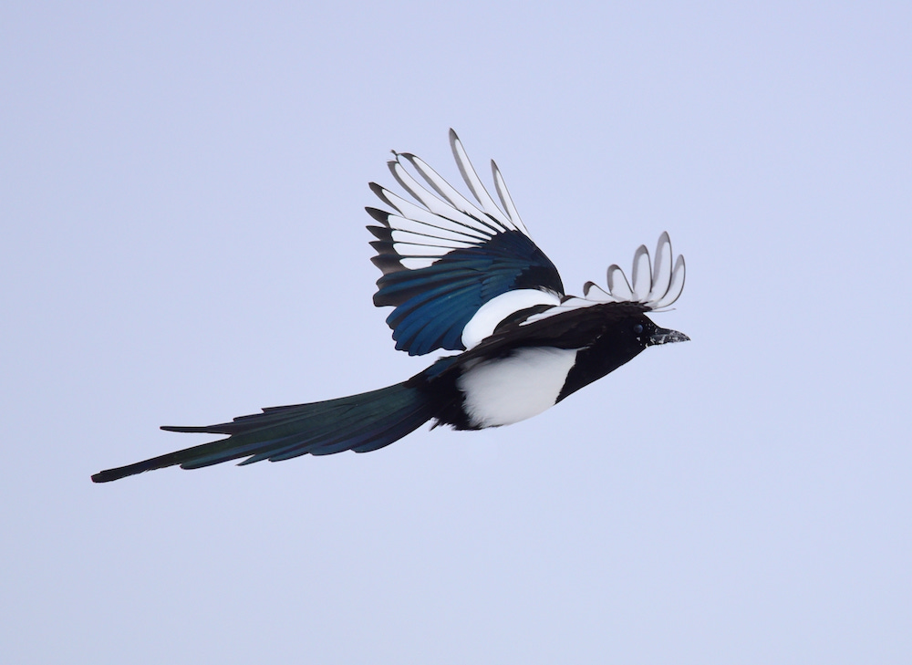 Bird of the Week: Black-Billed Magpie - by Jack Mirkinson