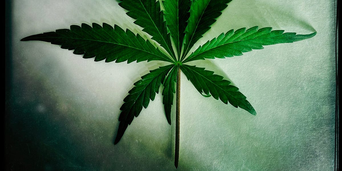 Les Effets Du Cannabis Sur La Fonction Cérébrale