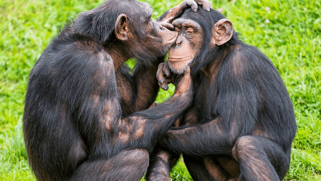 Even Chimps Know Better: The Evolutionary Case for Health Care