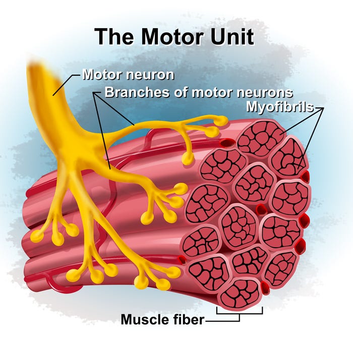 asynchronous motor unit summation