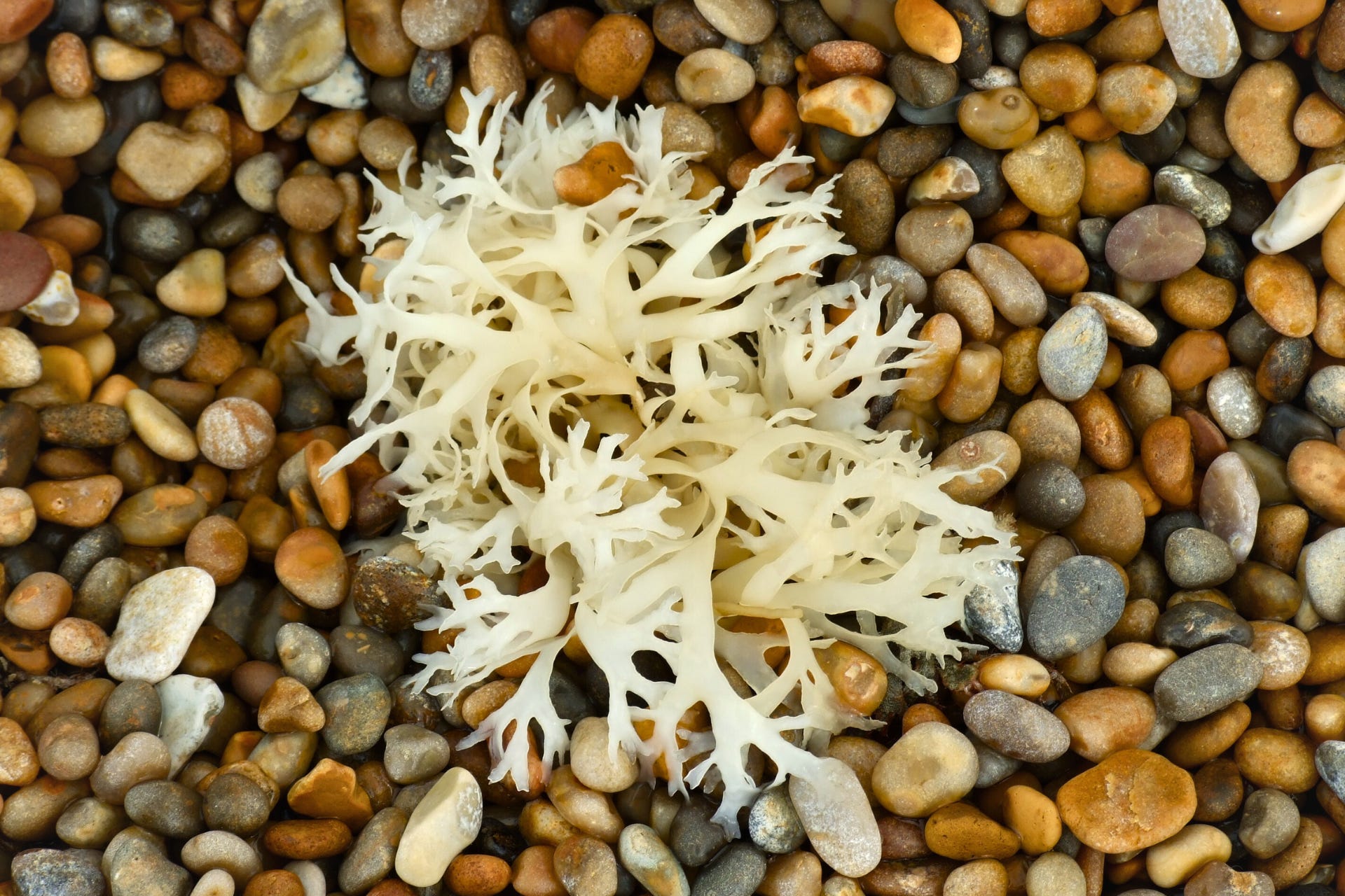 Sea Moss Benefits Backed by Science - by oria