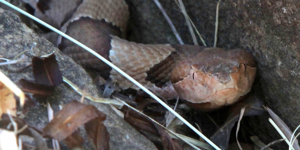 copperhead bite timeline
