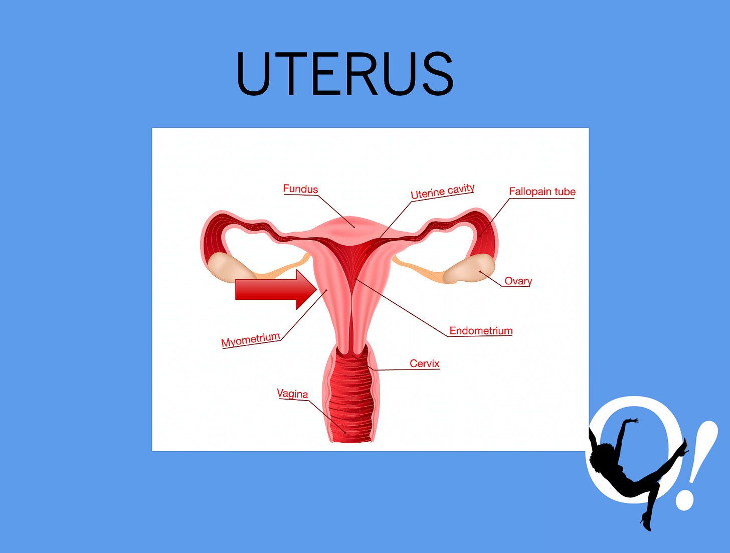 Female PELVIC and VULVAR ANATOMY - by Lauren Streicher MD