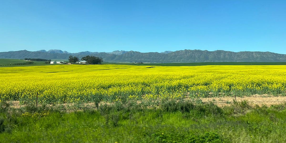 The rise of canola production in South Africa serves as an inspiration ...