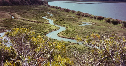 Human Stuff | Lisa Olivera | Substack