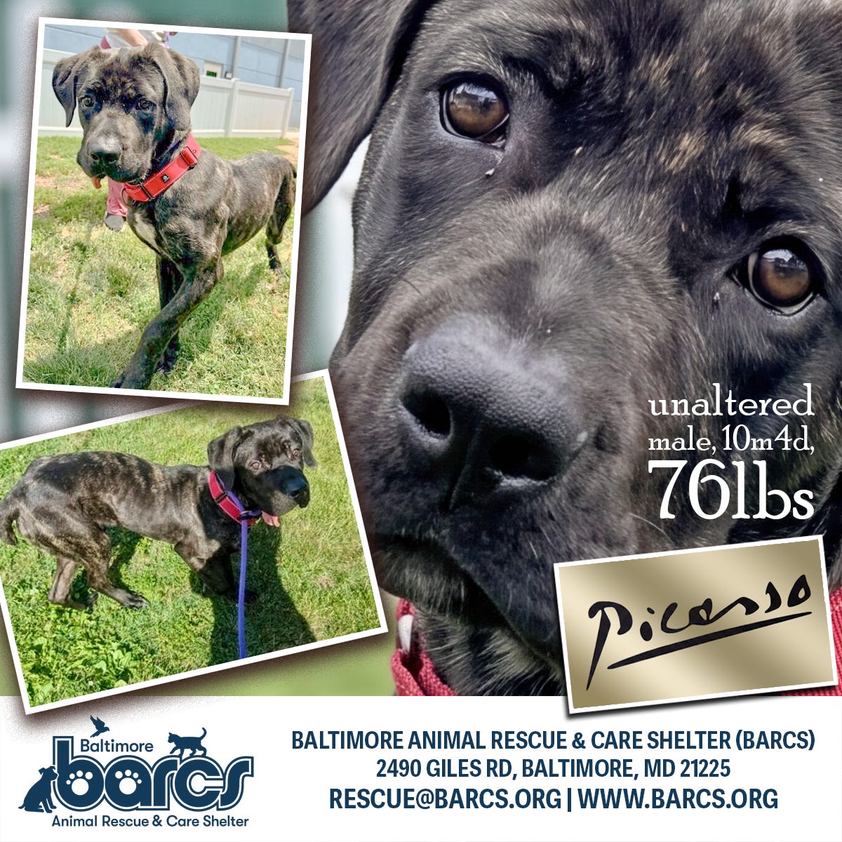 Give Picasso the Love He Deserves!! He will require a rescue partner ...
