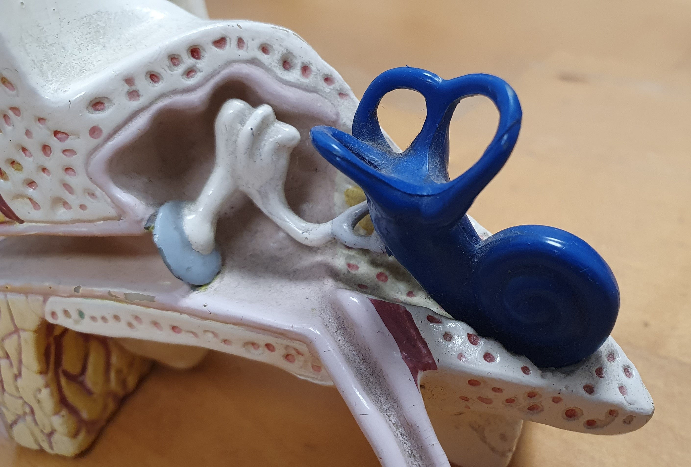 How does hearing work? - by Neil Canham - Spinning Down