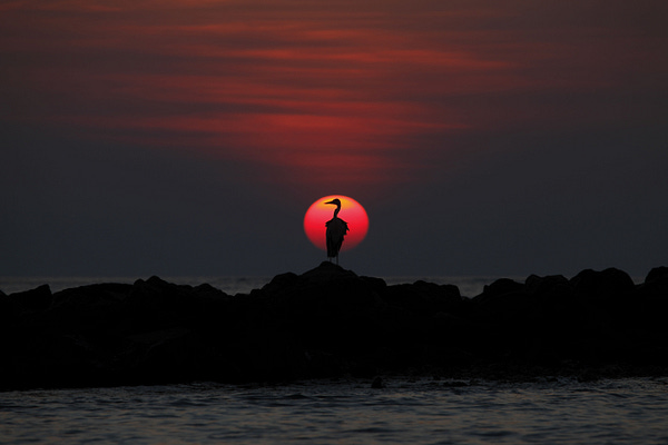 The Art of Enchantment, with Dr Sharon Blackie | Substack