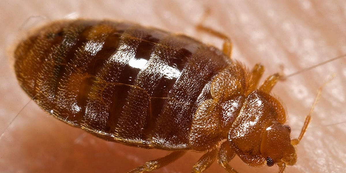 The Bed Bugs: A Mysterious Comeback - by Stefano Roncoroni