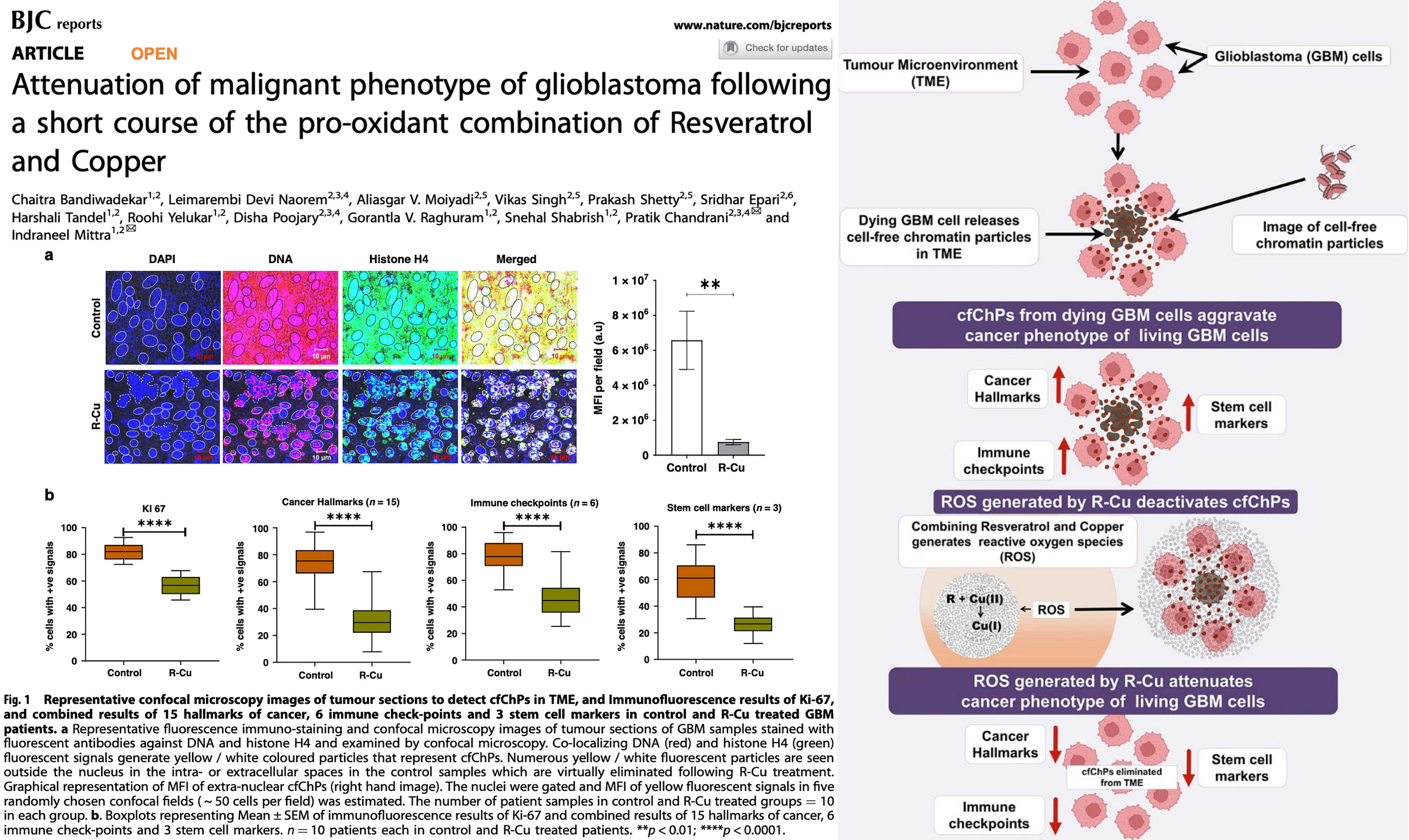 NEW STUDY: Resveratrol and Copper Trigger System-Level Collapse of ...