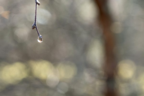 FLOW : Letters from the moss | Michela Griffith | Substack