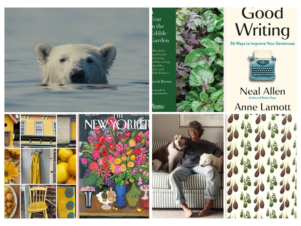 The Sidebar: 9 Good Things – Polar Bears, Mary Oliver, Anne Lamott ...