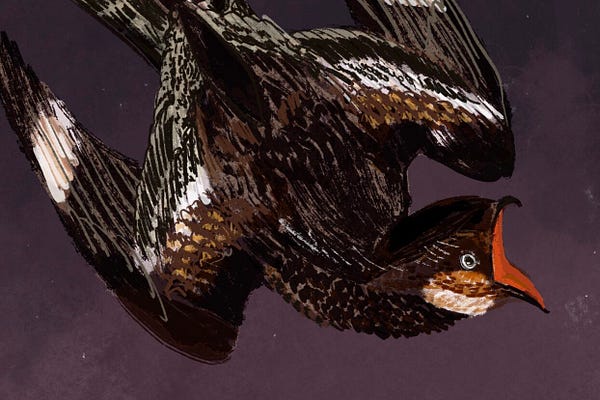 The Drift | Substack