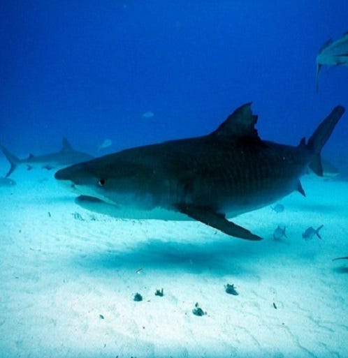 Lost at Sea: The Terrifying True Story Behind "Open Water"